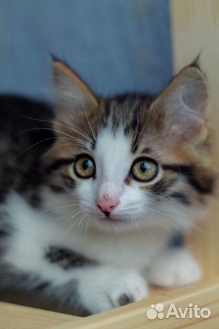 Джастин котёнок в дар