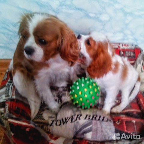 Шикарные детишки. Кавалер Кинг Чарльз спаниель