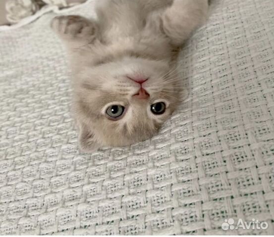 Шотландец (скоттиш фолд)