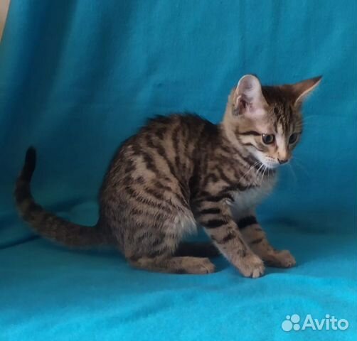 Котенок метис бенгальской кошки