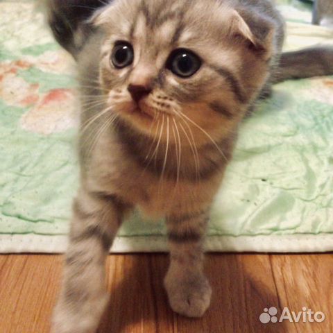 Вислоухие шотландские котята Вискас