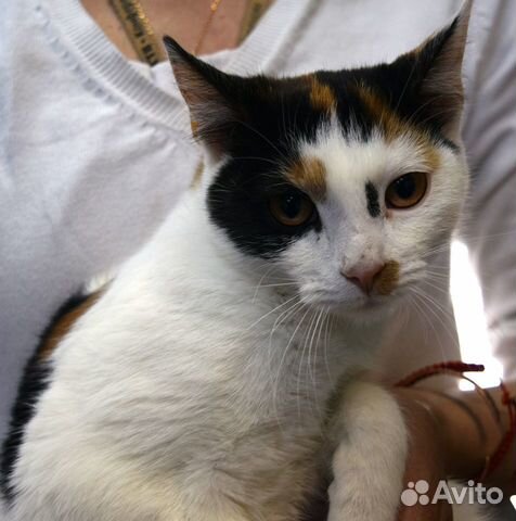 Красавица Юка