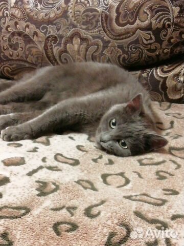 Кошечка. 10 месяцев