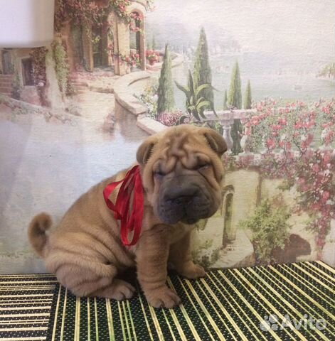 Кроха шарпеечка