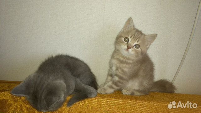 Котята от Британца и Вислоухой Шотланки