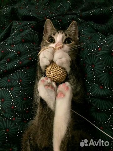 Отдам котенка мальчик 4 мес ласковый отдам котят