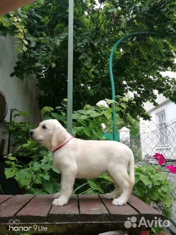 Лабрадор. Щенки лабрадора. Крым. Симферополь
