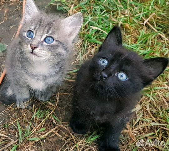 Отдам котят в добрые руки