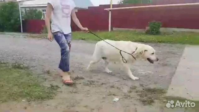 Переустраивается лабрадор