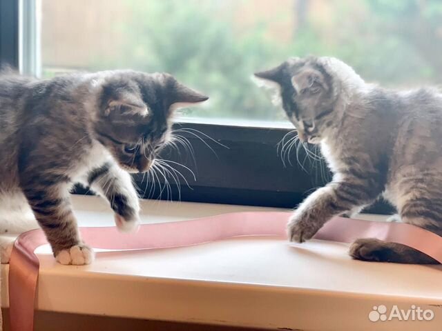 Котята (братик и сестрёнка)