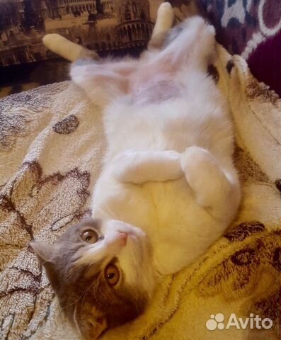 Белая кошечка Фиона ищет дом