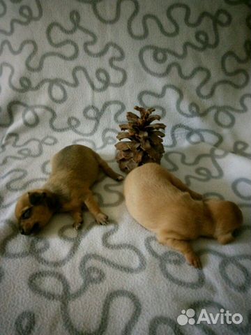 Щенки той терьера