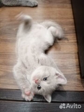 Британские котятки