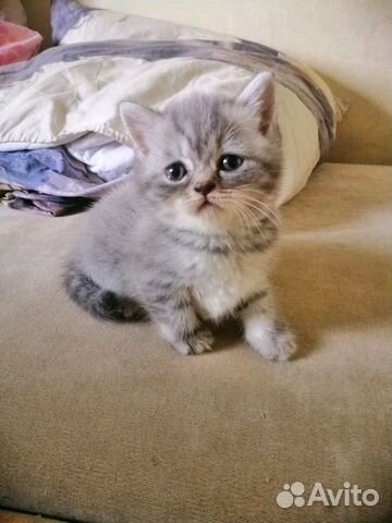 Симпатичные котятки