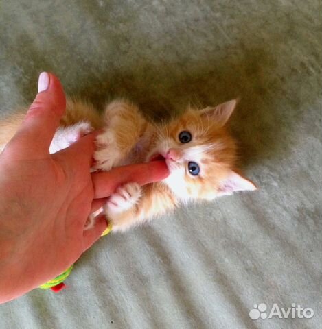 Апельсиновый котенок)