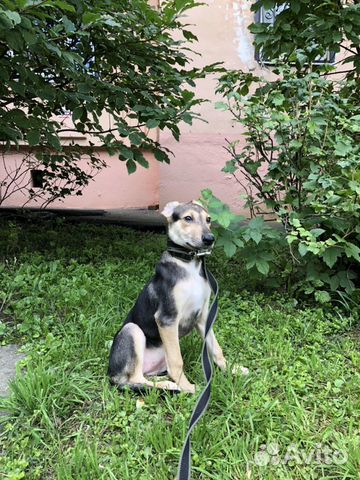 Собака в Дар (в добрые, любящие руки )