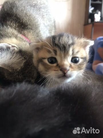 Продам котят