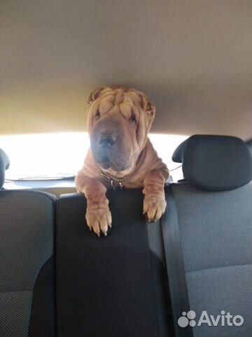 Вернем хозяину