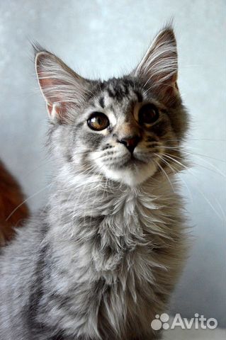 Мальчик Мажор.котёнок мейн-кун