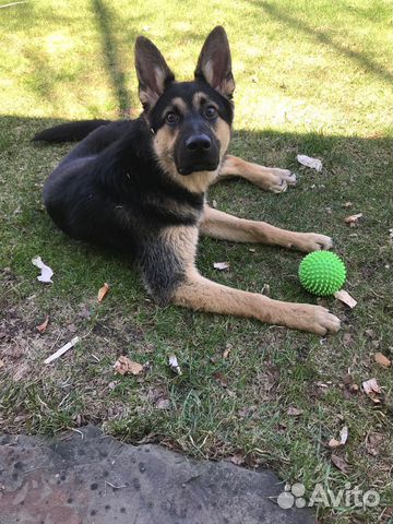 Милый Мейсон ищет новый дом