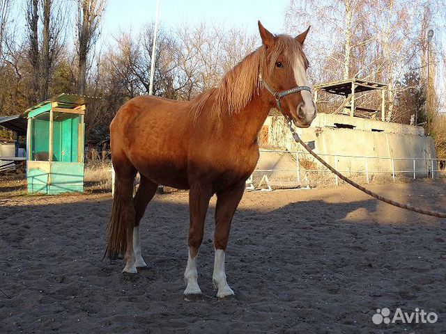 Полукровная кобыла