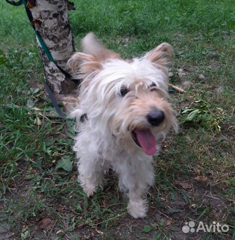 Ванилька 1год 35 см в холке