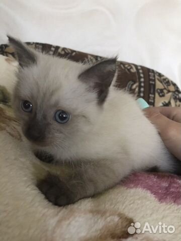Спасите котёнка
