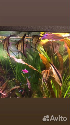 Скалярия зебра