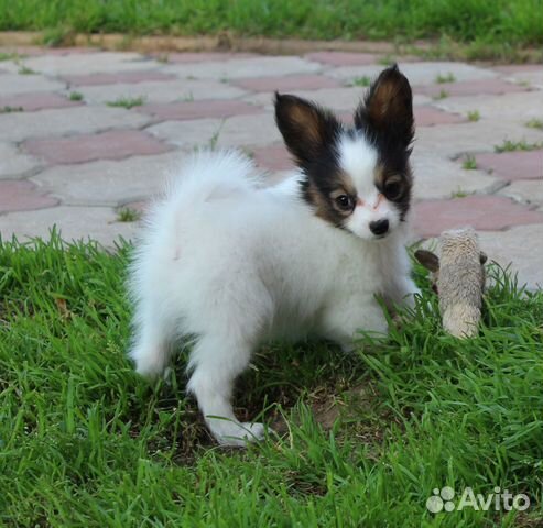 Мальчик и девочка папийоны