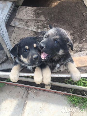 Продам щенят