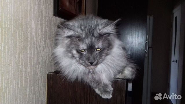 Отдам любимца в добрые руки