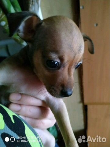 Щенок той-терьр мини