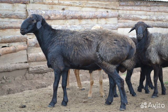 Бараны овцы курдючные Эдильбаевской породы