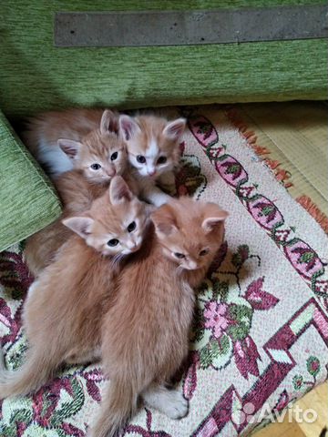 Четыре котёнка