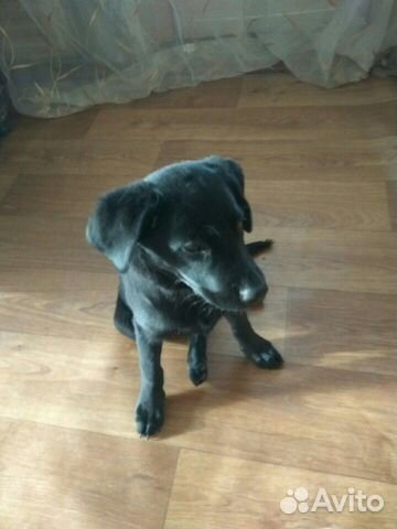 Продается щенок Лабрадора