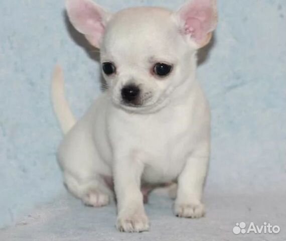 Чихи малыхи