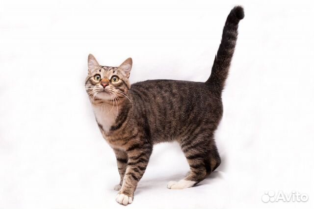 Котик Сева