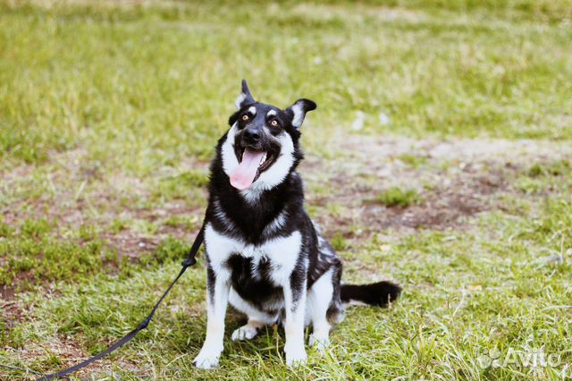 Упитанный пёс-кабачок Вилли ищет дом