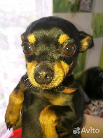 Щенки тойтерьера