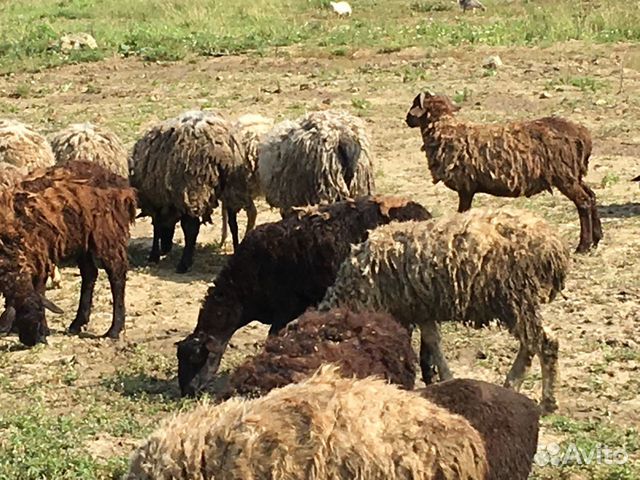 Молодые бараны