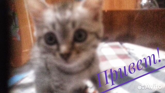 Веселые котята в добрые руки :)