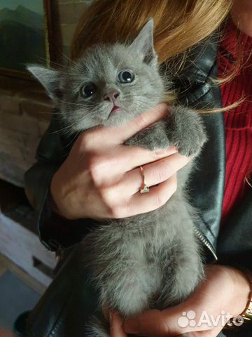 Шотландские котики