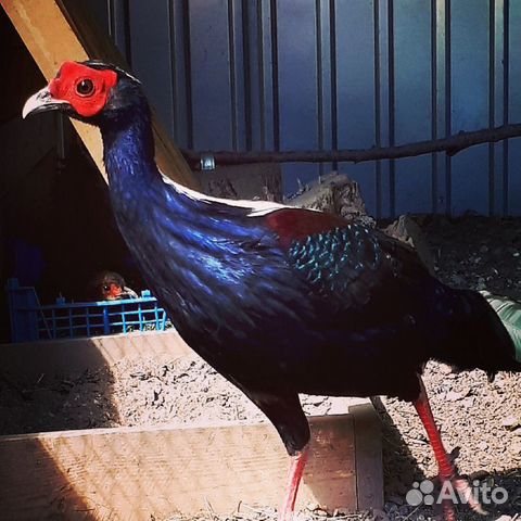 Фазан Свайно