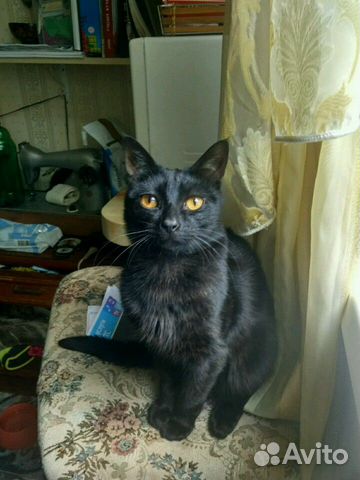 Кот найденыш. Шершуля (Шерш)