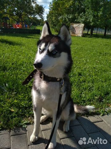 Щенок хаски метис с кли-кай