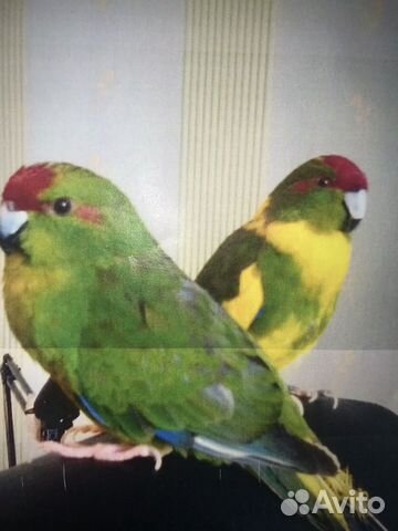 Попугаи Какарики пара