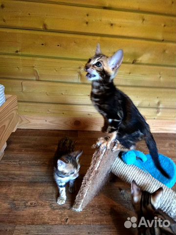 Бенгальские котята - 2,5 месяца