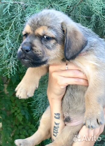 Щенок мопса