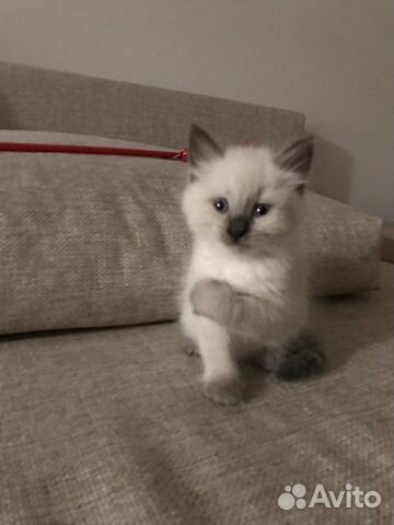 Котенок невская маскарадная