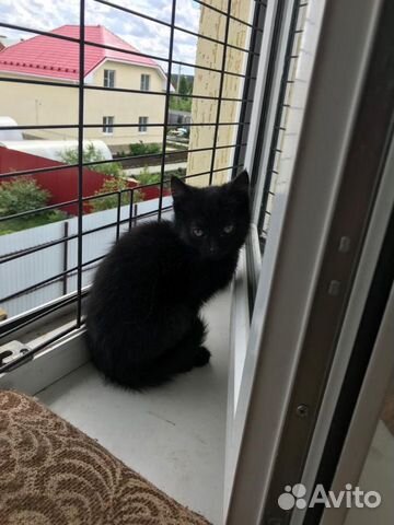 Котята бесплатно